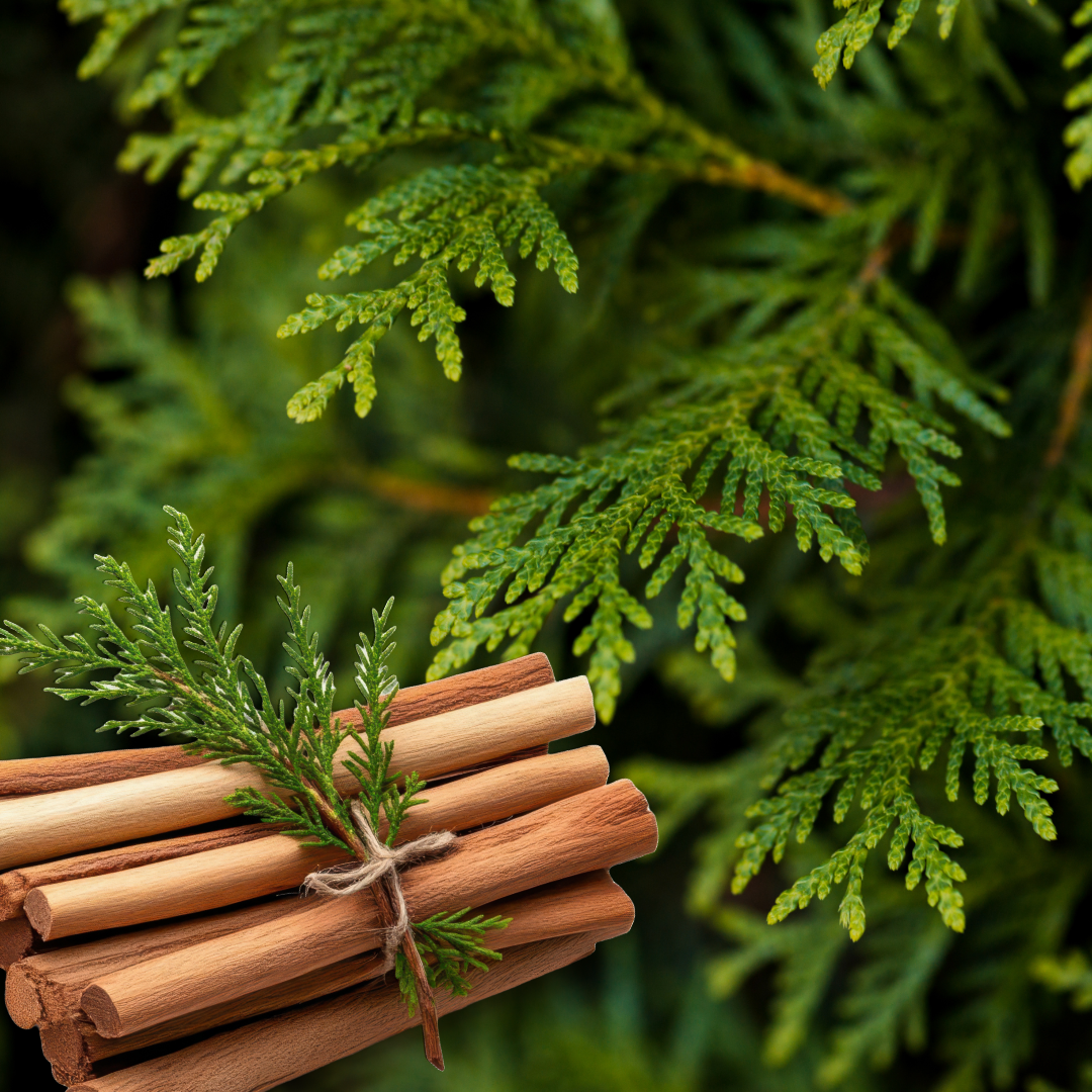 Cedar Notes – Ralphs Cigars